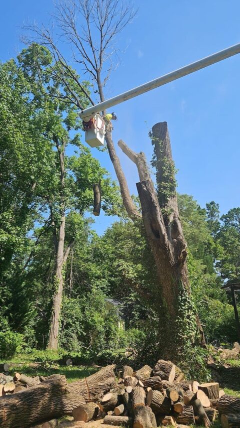 Tree Removal & Disaster Relief | Next Generation Tree Service NC