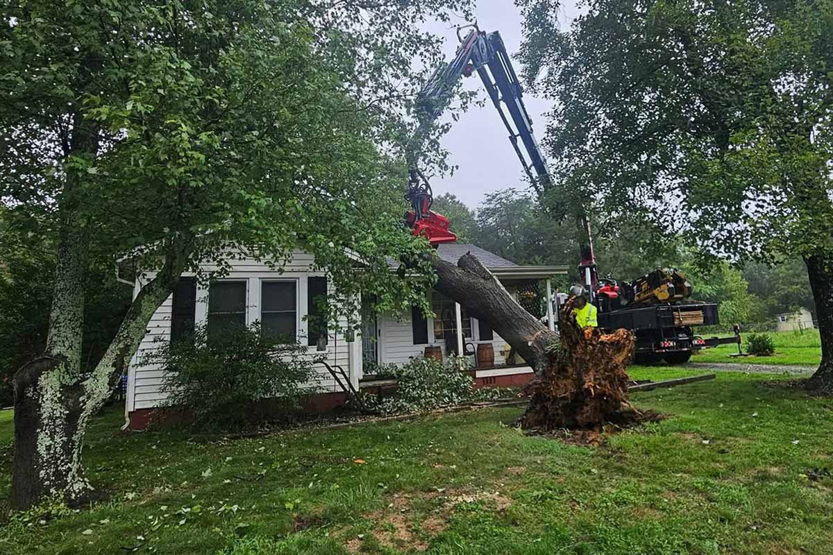 Tree Removal & Disaster Relief | Next Generation Tree Service NC